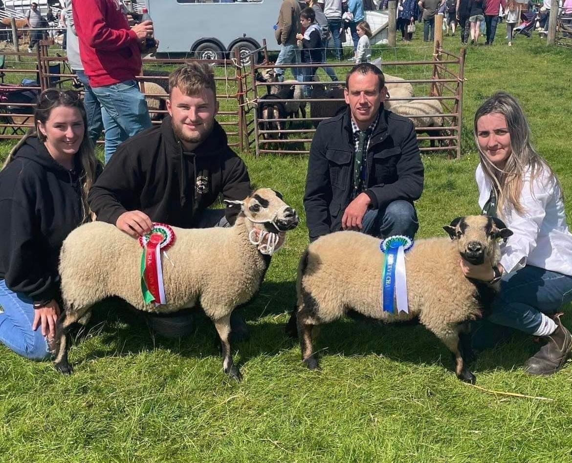 Welsh Mountain Badger Face Sheep Society