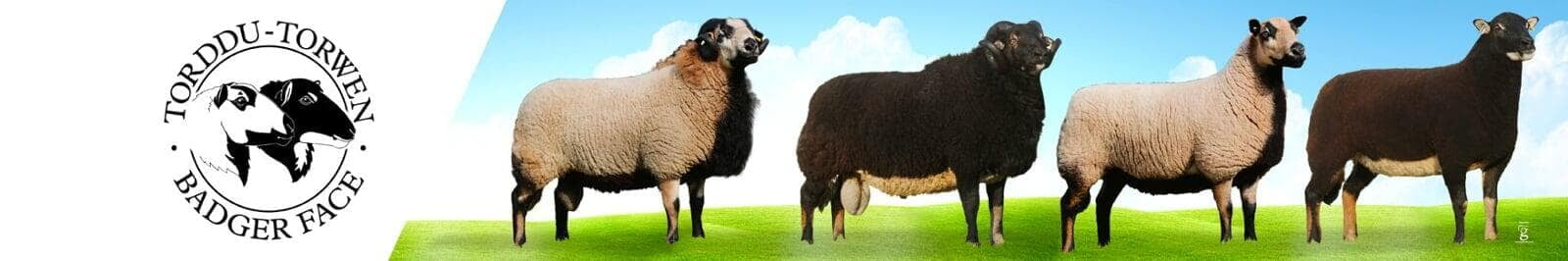 History and description of Torddu and Torwen