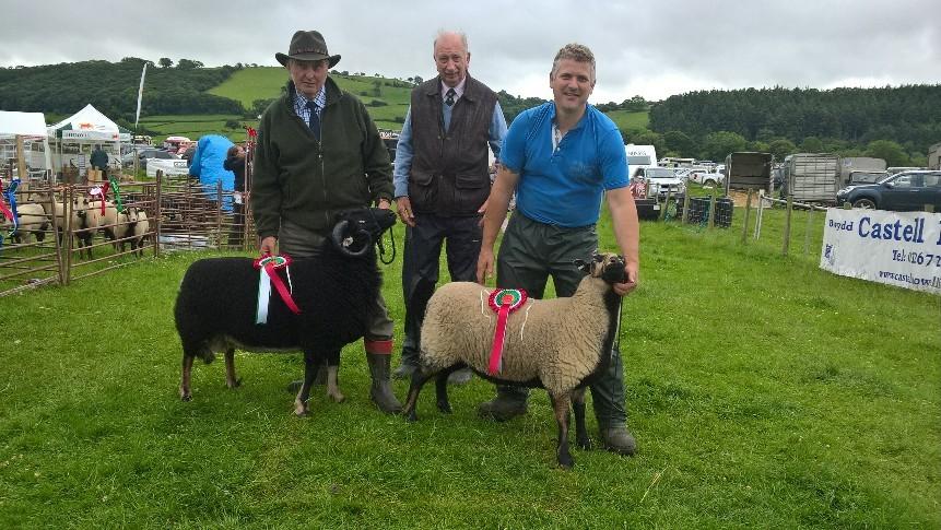 Show results 2017 | Badger Face Welsh Mountain Sheep Society