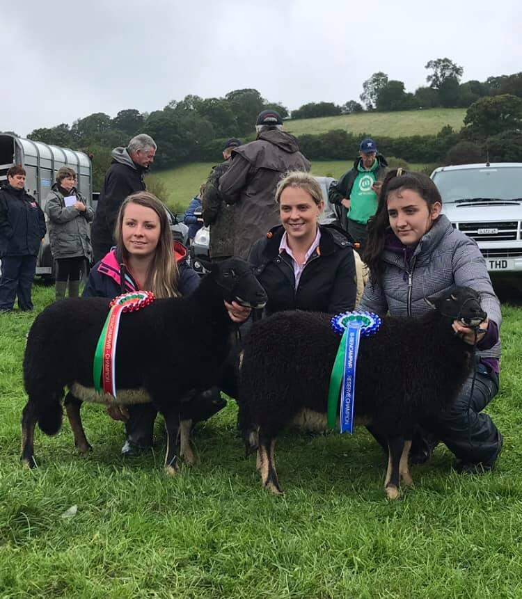 Show results 2019 | Badger Face Welsh Mountain Sheep Society