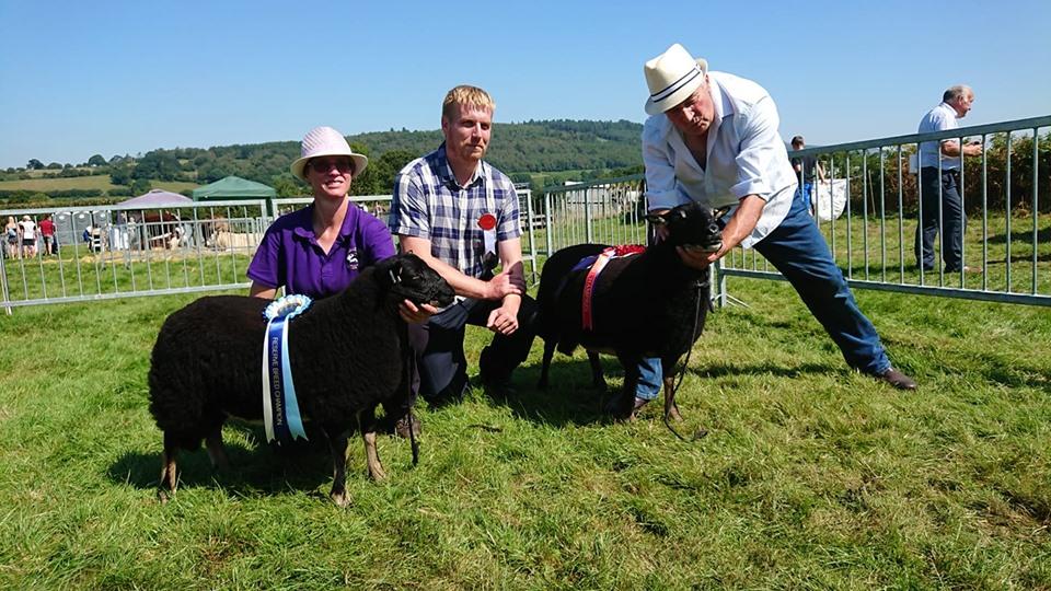 Show results 2019 | Badger Face Welsh Mountain Sheep Society