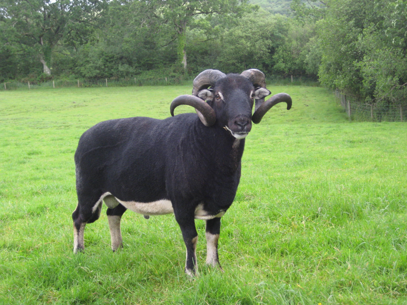 History and description of Torddu and Torwen