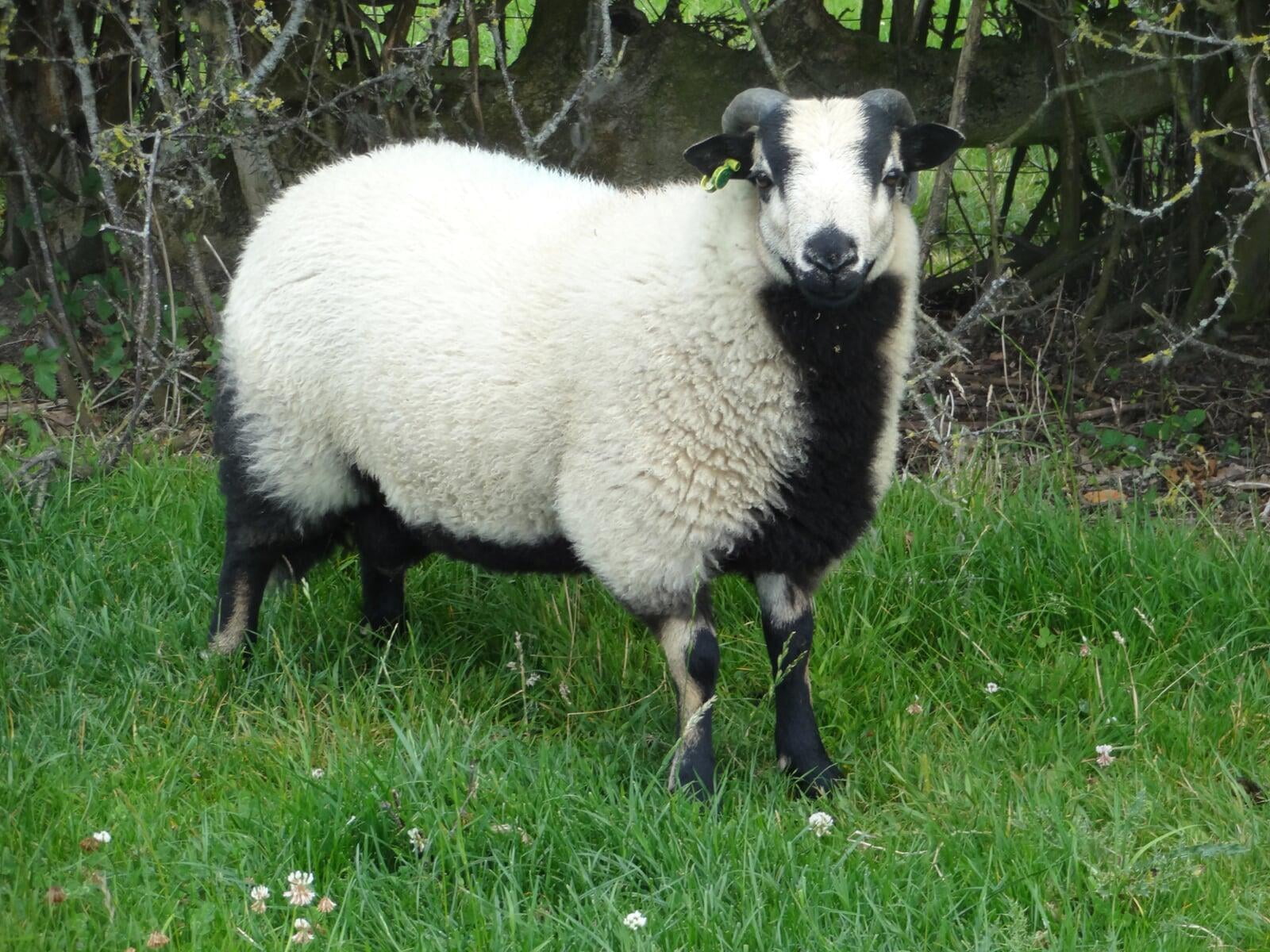 Sheep offered for sale